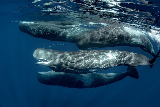 Mirissa Whale Watching Private Day Trip from Colombo or Negombo - The Sum Up: Is It Worth It?