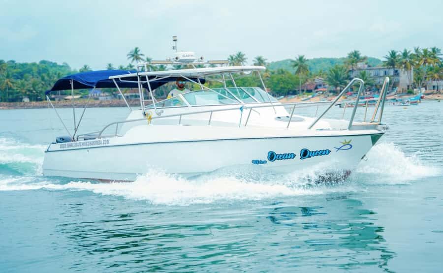 Mirissa Whale Watching Super Luxury Speedboat Private Trip - The Sum Up