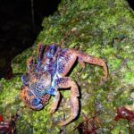 Miyako Island Jungle Night Tour and Starry Sky Viewing - FAQ