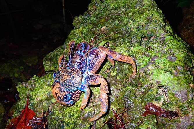 Miyako Island Jungle Night Tour and Starry Sky Viewing - FAQ