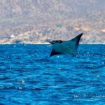 Mobula Ray Snorkeling with Photos Included - Who Will Love This Tour?