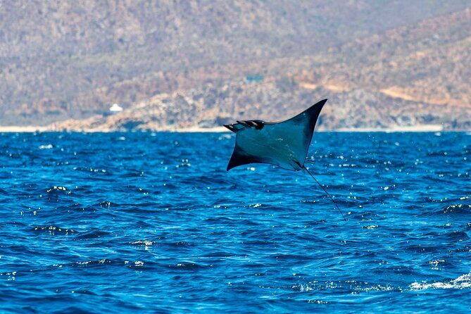 Mobula Ray Snorkeling with Photos Included - Who Will Love This Tour?