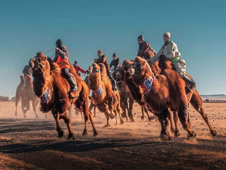Mongolia: Thousand Camel Festival Tour 3 nights/4 days - Who Is This Tour Best For?