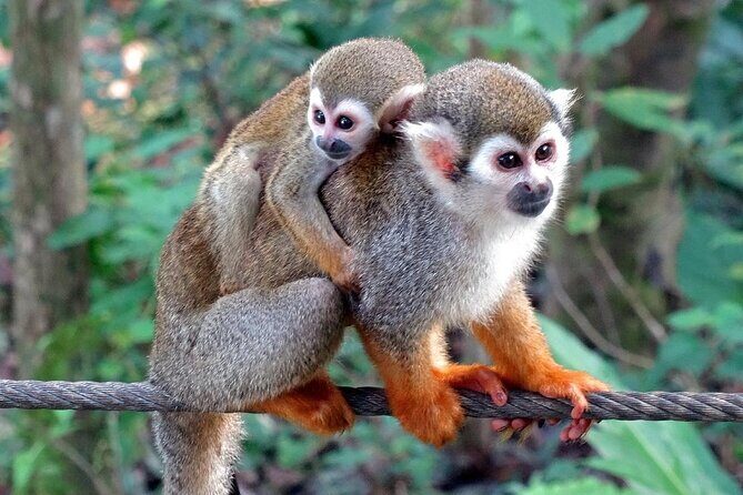 Monkey Enconter & Zip line Adventure - What Real Travelers Say