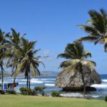 Monkey Feeding And Beach Day In Barbados - Authentic Experiences and Considerations