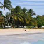 Monkey Feeding and Swimming with the Turtles Private Tour - Practical Considerations