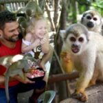 Monkey jungle tour + Transportation from cruise/hotel - What the Tour Entails: A Step-by-Step Breakdown