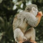 Monkey Jungle with Zip line - An In-Depth Look at the Monkey Jungle with Zip Line Tour