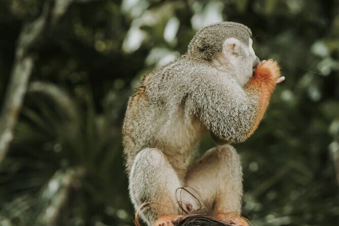 Monkey Jungle with Zip line - An In-Depth Look at the Monkey Jungle with Zip Line Tour