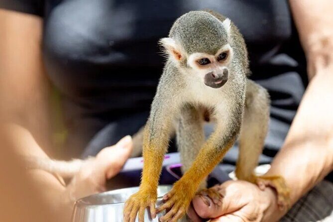 Monkeyhouse Adventure: A Family Day of Fun & Nature - Analyzing the Value