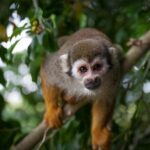 Monkeyland and Zipline Adventure from Puerto Plata - What Travelers Say: Authentic Perspectives