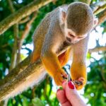 Monkeyland & Plantation Safari Full Day from Juan Dolio - Practical Details and Tips