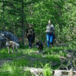 Mont-Tremblant: Sled Dog Hiking Experience - What Sets This Tour Apart
