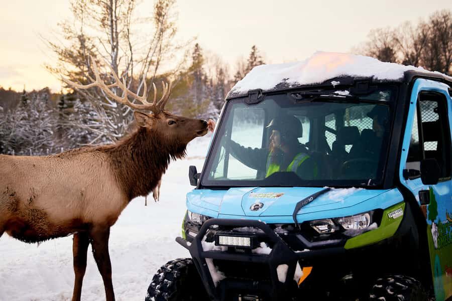 Montebello, QC: Parc Omega Guided Animal Feeding in an All-Terrain Vehicle - What to Expect During the Tour