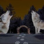 Montebello, QC: Parc Omega ONIRO Immersive Experience at Night - What You Can Expect During the Tour