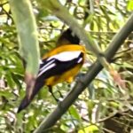 Montego Bay Bird Sancturary with Stunning Ocean Views - Who Should Consider This Tour?