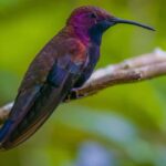 Montego Bay/Falmouth: Rockland Bird Sanctuary Private Tour - What to Expect on Your Rockland Bird Sanctuary Private Tour