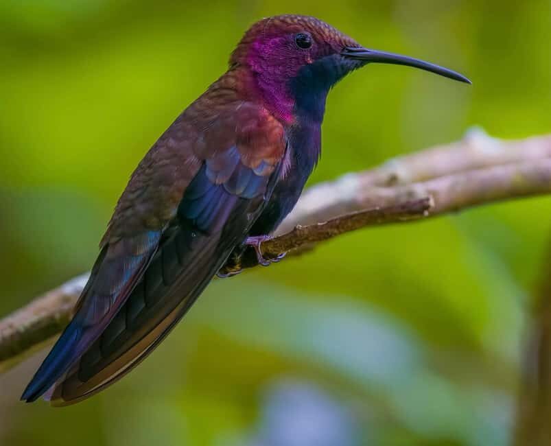 Montego Bay/Falmouth: Rockland Bird Sanctuary Private Tour - What to Expect on Your Rockland Bird Sanctuary Private Tour