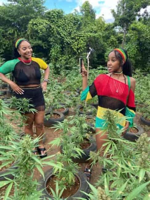 Montego Bay: Marijuana Farm and Bird Sanctuary Tour - The Fine Details: What to Expect and Why it Matters