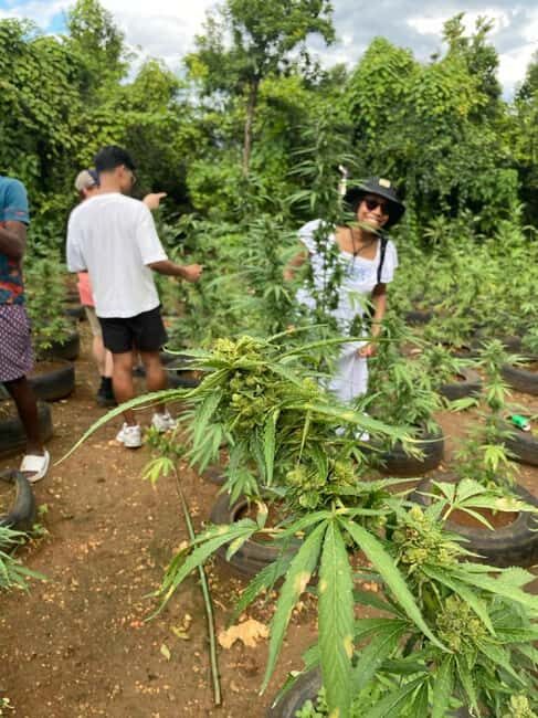 Montego Bay: Marijuana Farm and Bird Sanctuary Tour - Practicalities and Cost-Value Analysis