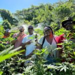 Montego Bay: Marijuana Farm Private Tour with Transportation - The Journey: A Closer Look