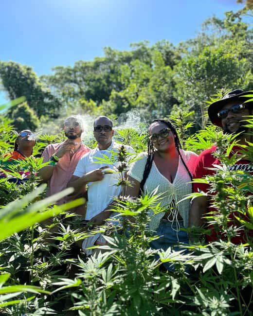 Montego Bay: Marijuana Farm Private Tour with Transportation - The Journey: A Closer Look