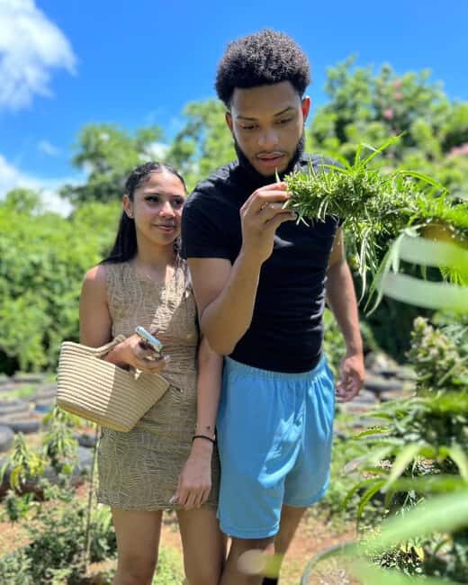 Montego Bay Marijuana Farm Private Tour - Who Will Get the Most From This Tour?