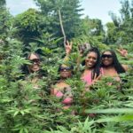 Montego Bay Marijuana Farm Tour - What Makes This Tour Special