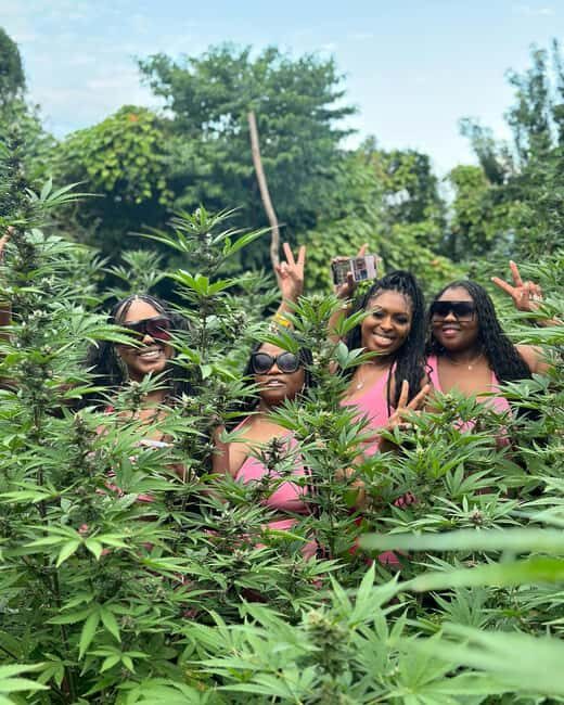 Montego Bay Marijuana Farm Tour - What Makes This Tour Special