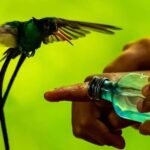 Montego Bay: Private Rocklands Bird Sanctuary Trip - The Itinerary Breakdown