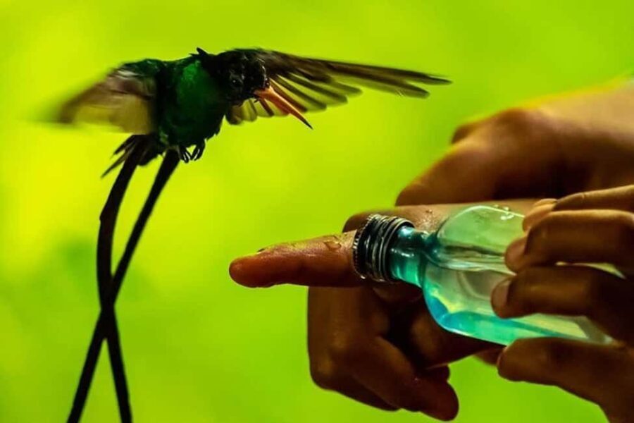 Montego Bay: Private Rocklands Bird Sanctuary Trip - The Itinerary Breakdown