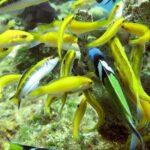 Montego Bay to Catamaran Cruise, Negril Beach and Rick's Café - What Travelers Love About This Tour