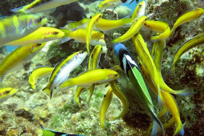 Montego Bay to Catamaran Cruise, Negril Beach and Rick's Café - What Travelers Love About This Tour