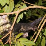 Monteverde Night Walk Tour: the night life of the forest - The Value of the Experience