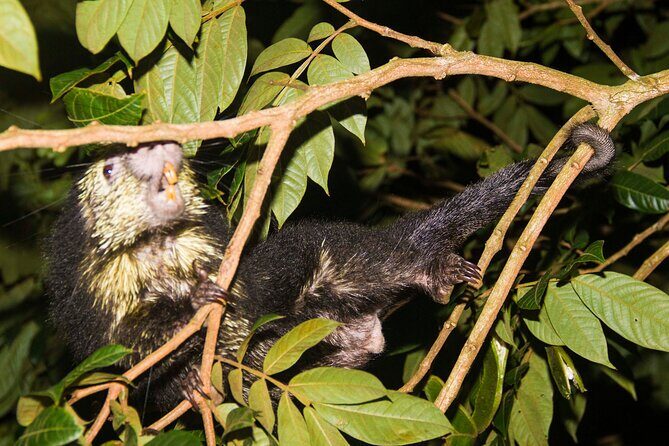 Monteverde Night Walk Tour: the night life of the forest - The Value of the Experience
