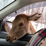 Montreal: Omega Park Canadian Wildlife Safari Adventure - The Real Value – What Travelers Say