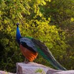 Morning Half-Day 7Hrs Safari Yala National Park - Authenticity and Value