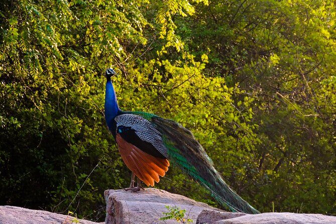 Morning Half-Day 7Hrs Safari Yala National Park - Authenticity and Value