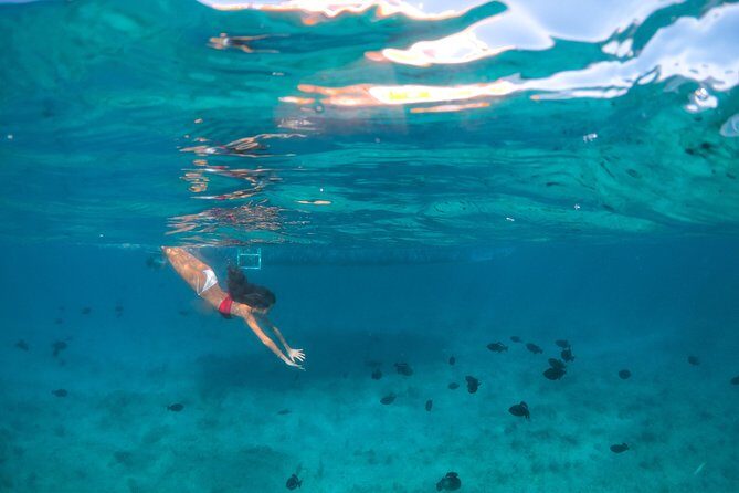 Morning Half Day Cruise from Providenciales with Snorkeling and Iguana Island - What Sets It Apart