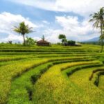 Morning Sidemen Rice Paddies Trekking  Balinese Massage - The Practicalities: How the Tour Works
