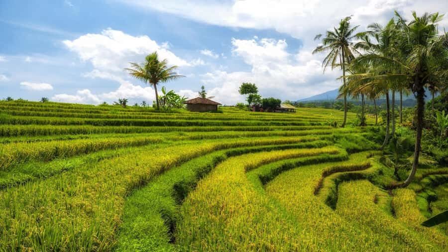Morning Sidemen Rice Paddies Trekking  Balinese Massage - The Practicalities: How the Tour Works
