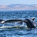 Morro Bay: Whale Watching Adventure - Who Will Love This Tour?