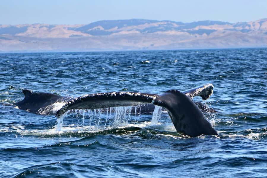 Morro Bay: Whale Watching Adventure - Who Will Love This Tour?