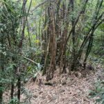 Mount Healthy National Park Private Hike Tour in Tortola - FAQ