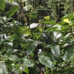 Mount Liamuiga Volcano Tours - Transportation and Logistics