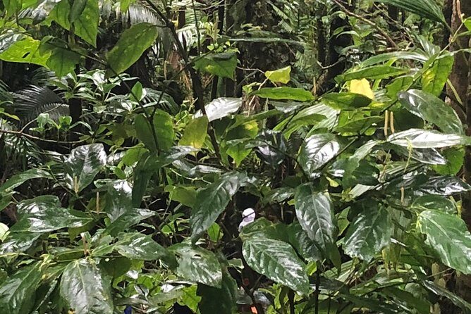 Mount Liamuiga Volcano Tours - Transportation and Logistics