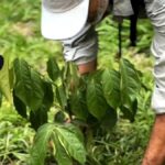 Mount Merapi Soft Trekking With Forest Conservation Tour - What Travelers Are Saying