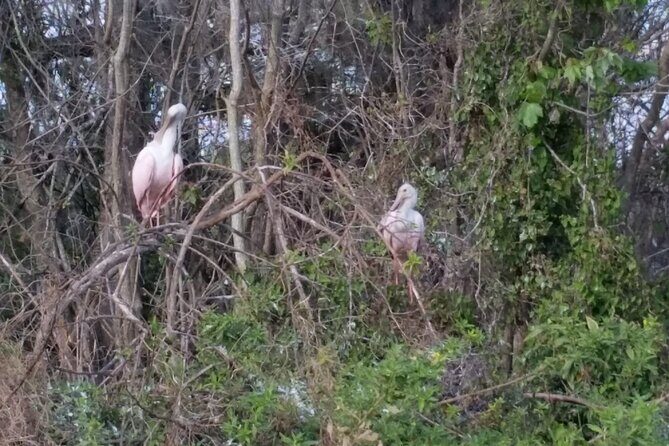 Mt. Dora Canal Boat Tours with Lunch - An In-Depth Look at the Tour