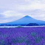 Mt. Fuji and Lake Kawaguchiko Private Tour by Car - The Value of a Private Guided Tour