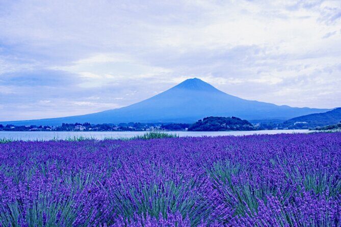 Mt. Fuji and Lake Kawaguchiko Private Tour by Car - The Value of a Private Guided Tour